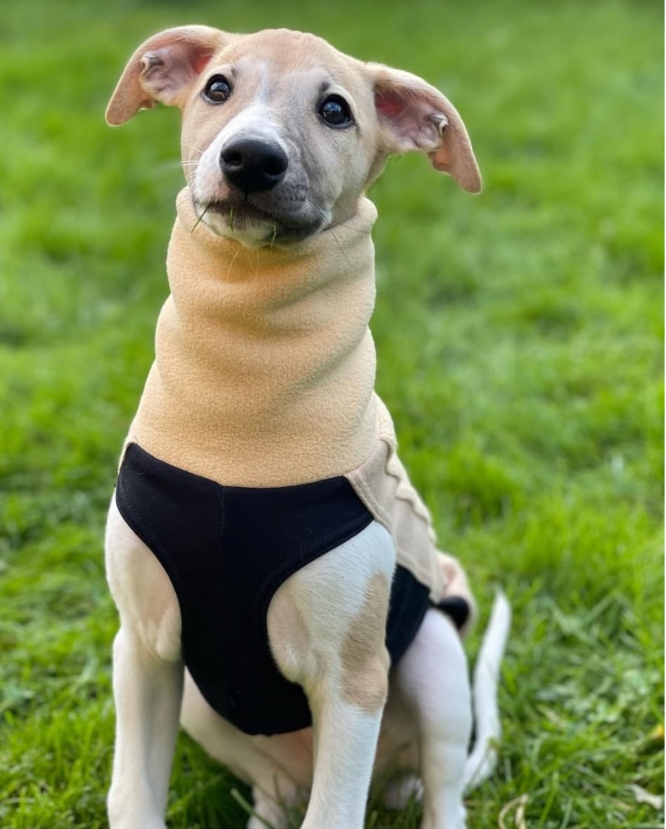 Windhonden jassen l hoge kwaliteits jassen voor windhonden