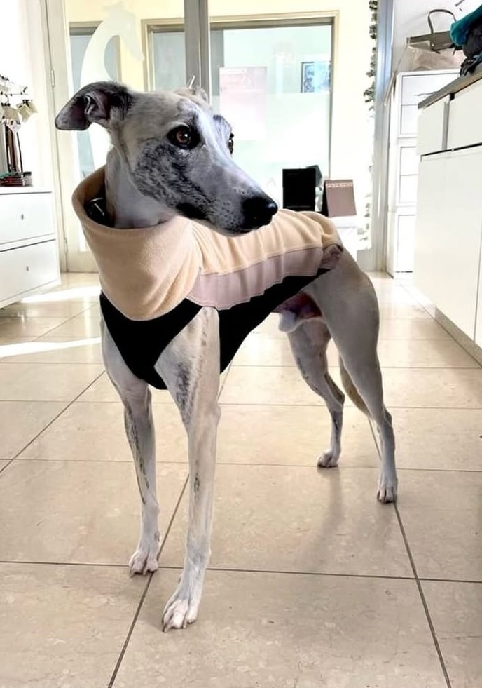 Windhonden jassen l hoge kwaliteits jassen voor windhonden