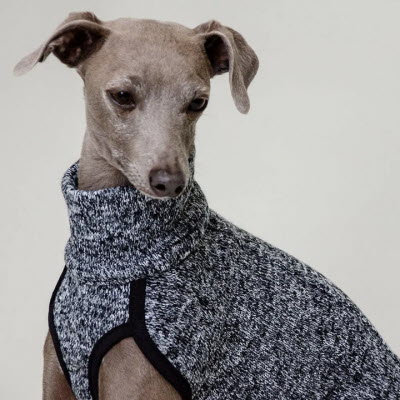 Sofa dog wear Kevin Jumper