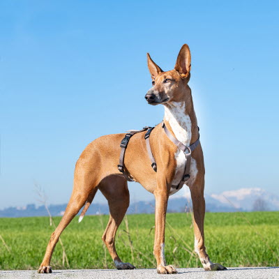 Windhonden tuig - veiligheidstuig hond - anti ontsnappingstuig